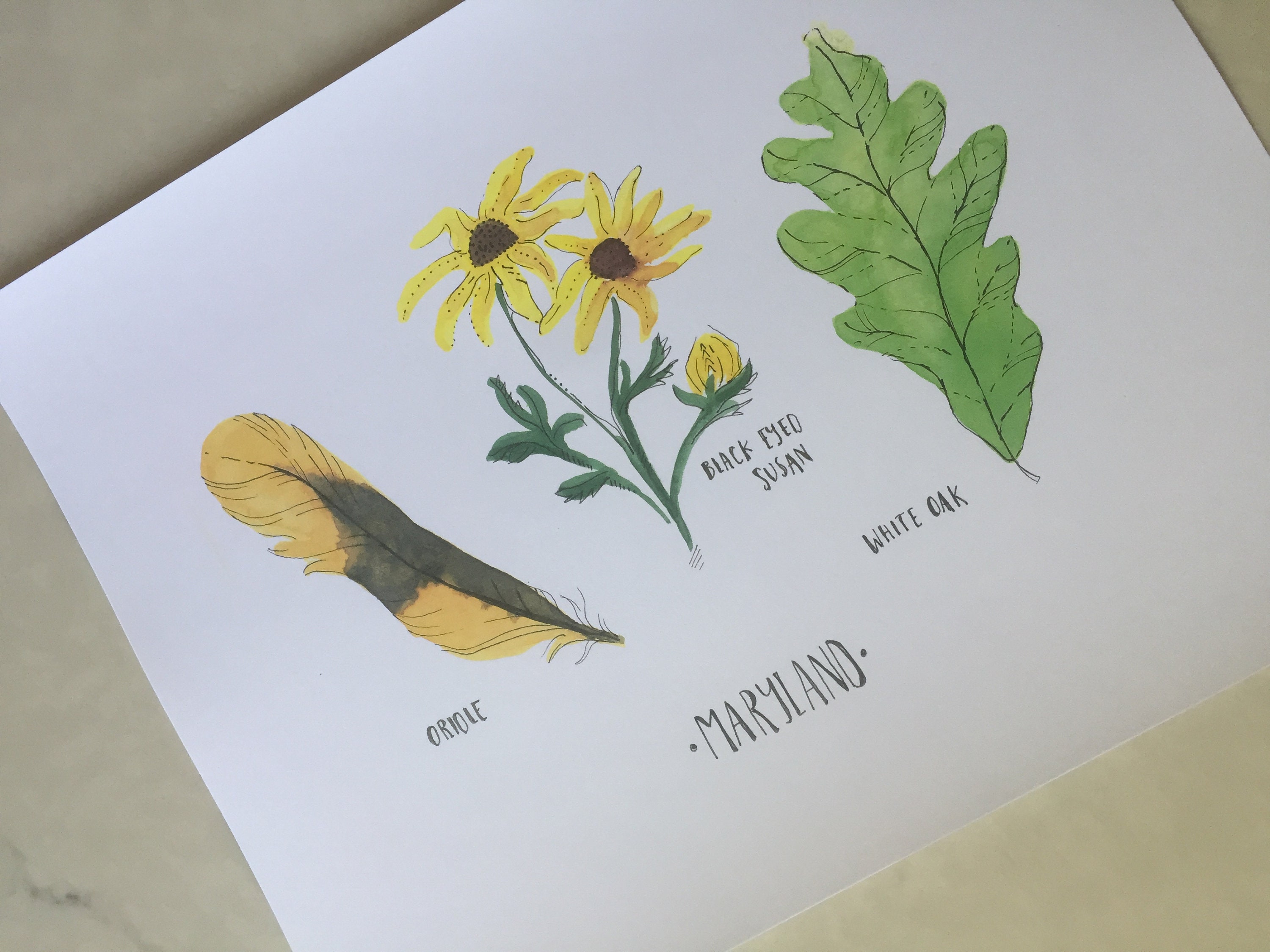 Maryland State Tree, Flower, Bird Art Print Botanical Watercolor State ...