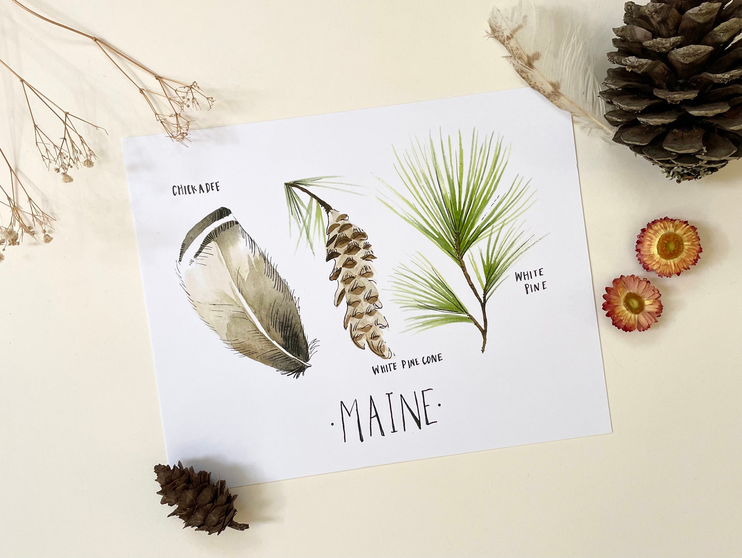 Maine State Flower State Tree State Bird Botanical Maine Art State ...