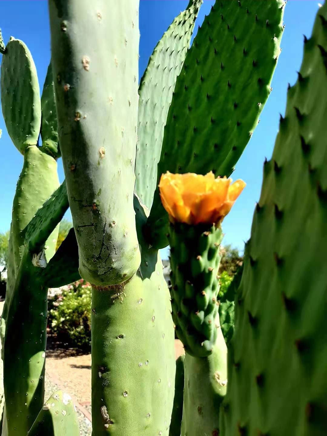 2 Organic Band Prickly Pear Catus - Etsy