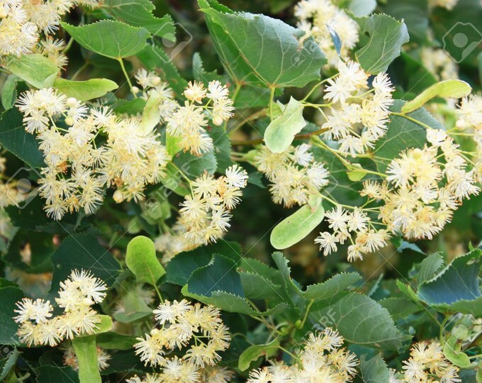Littleleaf Linden Tree, Tilia Cordata, Shade Tree, Pyramidal Shape ...
