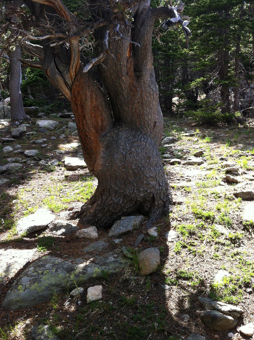 Mount Evans Colorado Mt Goliath Nature Center Photo, Bristlecone Pine ...