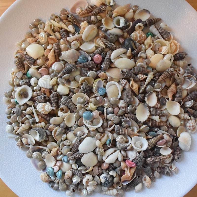 Tiny Seashells - Etsy