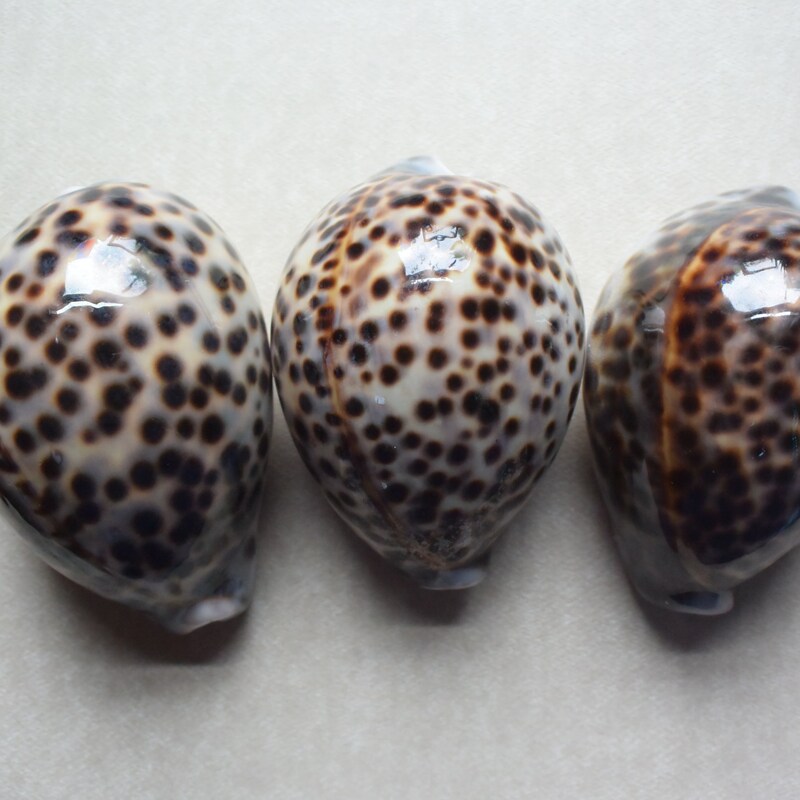Tiger Cowrie - Etsy