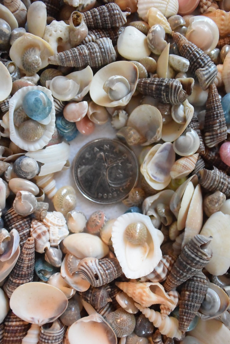 Small Seashell Mix Tiny Sea Shell Lot Beach Wedding Decor | Etsy Canada
