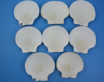 Baking Scallop Shells - Etsy