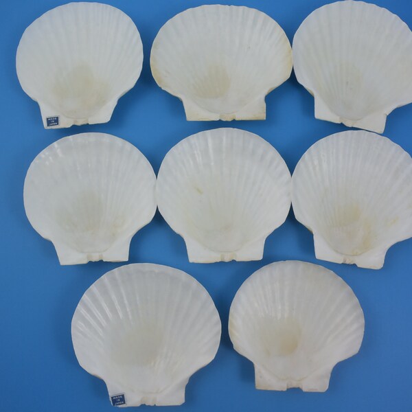 Large Scallop Shells - Etsy
