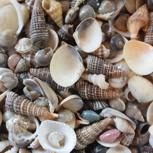 Small Seashell Mix, Tiny Sea Shell Lot, Beach Wedding Decor, Sea Shells ...