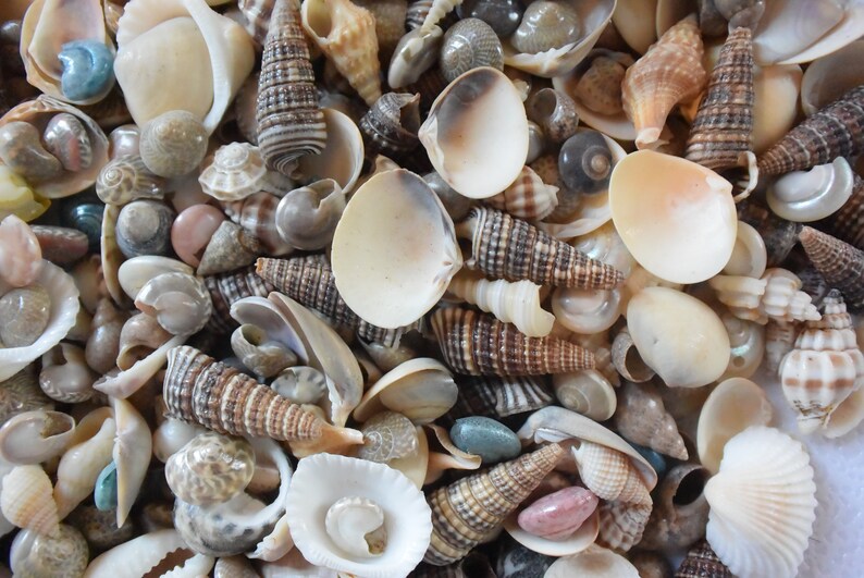 Small Seashell Mix, Tiny Sea Shell Lot, Beach Wedding Decor, Sea Shells ...