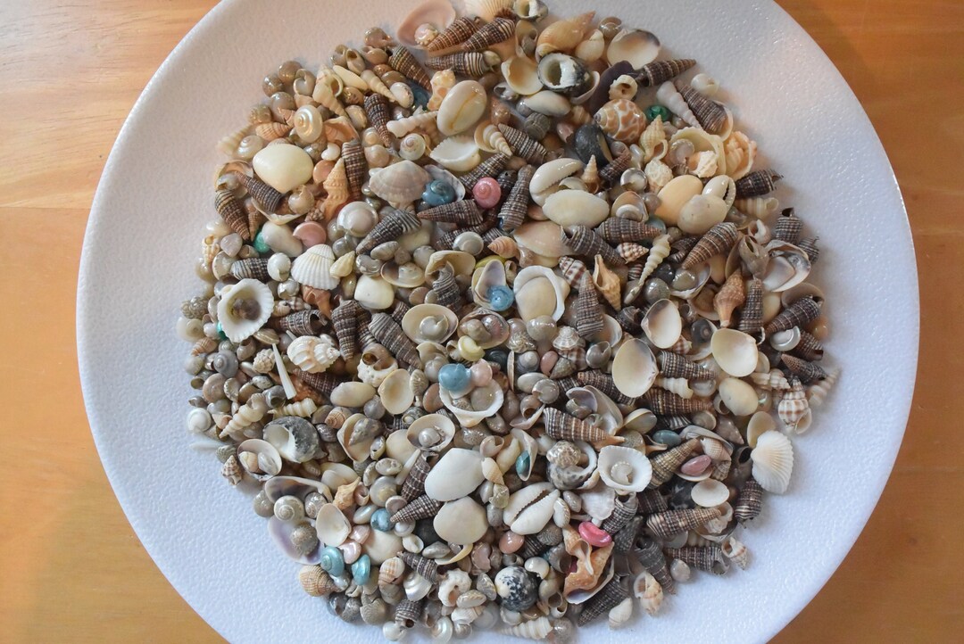 Small Seashell Mix, Tiny Sea Shell Lot, Beach Wedding Decor, Sea Shells ...