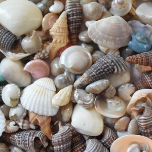 Small Seashell Mix, Tiny Sea Shell Lot, Beach Wedding Decor, Sea Shells ...