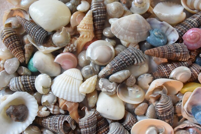 Small Seashell Mix, Tiny Sea Shell Lot, Beach Wedding Decor, Sea Shells ...