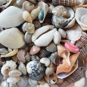 Small Seashell Mix, Tiny Sea Shell Lot, Beach Wedding Decor, Sea Shells ...