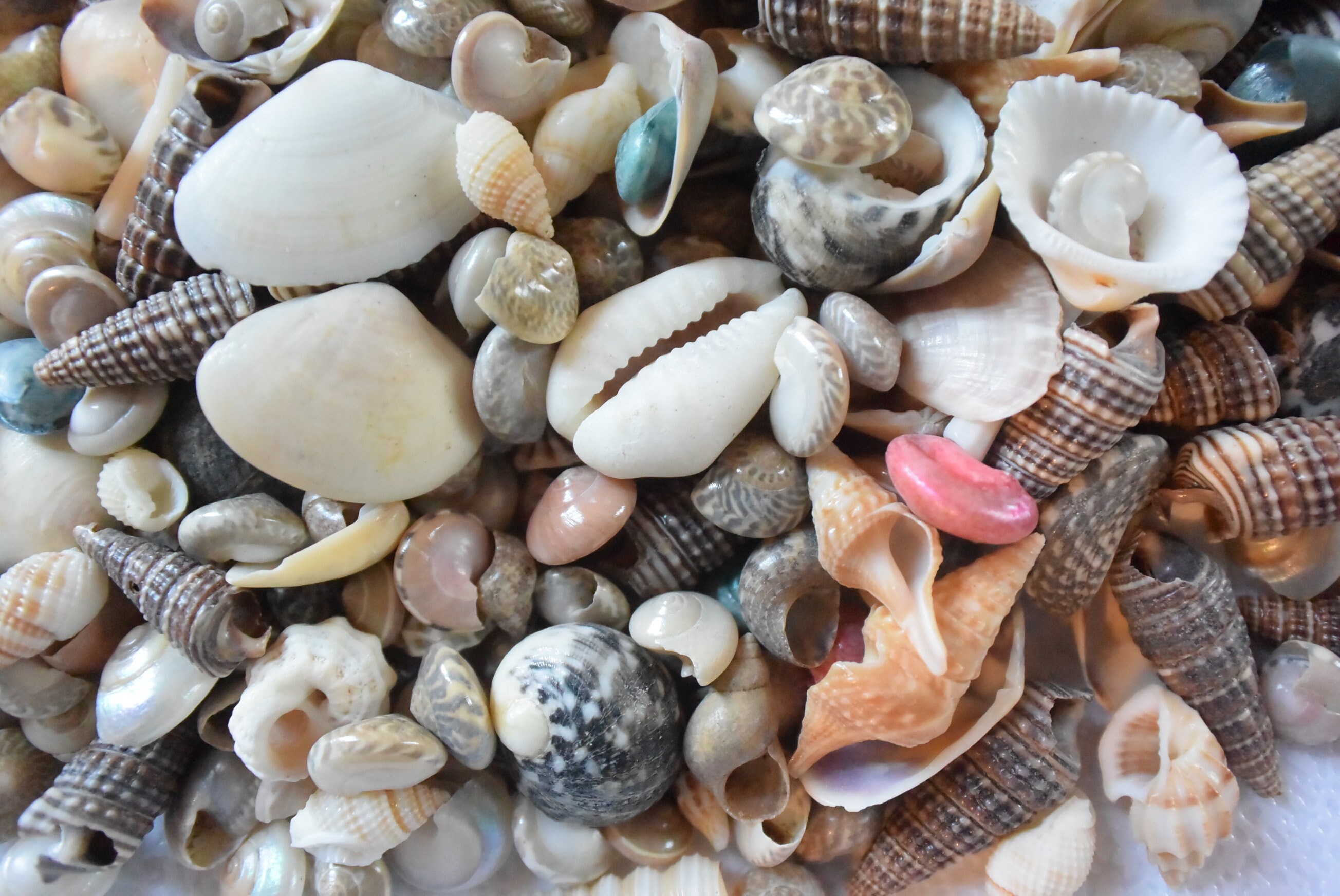 Small Seashell Mix, Tiny Sea Shell Lot, Beach Wedding Decor, Sea Shells ...