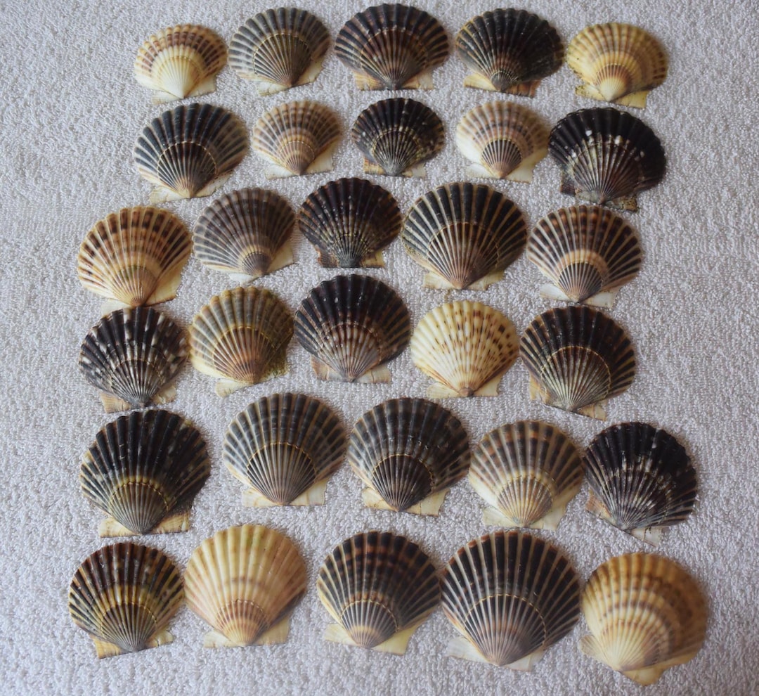 Lot of 25 Nova Scotia Bay Scallop Shells, Natural Atlantic Bay Scallop ...