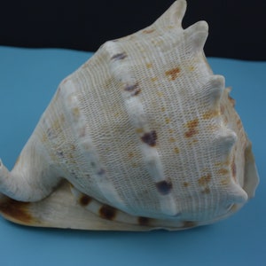 Large Queen Helmet Conch, Genuine Helmet Conch Seashell, Large Display ...