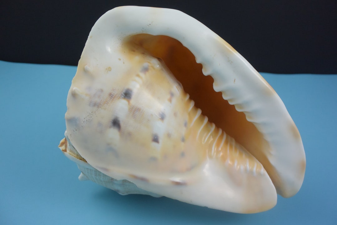 Large Queen Helmet Conch, Genuine Helmet Conch Seashell, Large Display ...