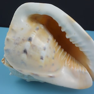 Large Queen Helmet Conch, Genuine Helmet Conch Seashell, Large Display ...