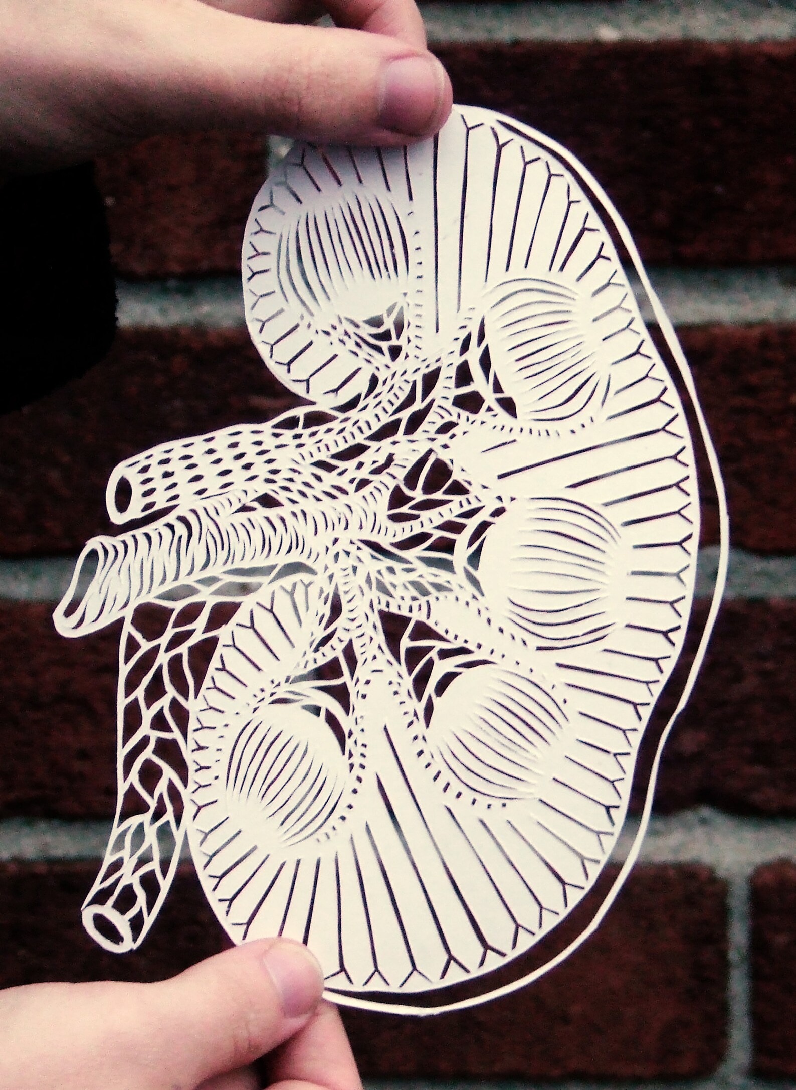 Hand-cut Anatomical Kidney Papercut Art 5 X 7 Paper-cut / - Etsy
