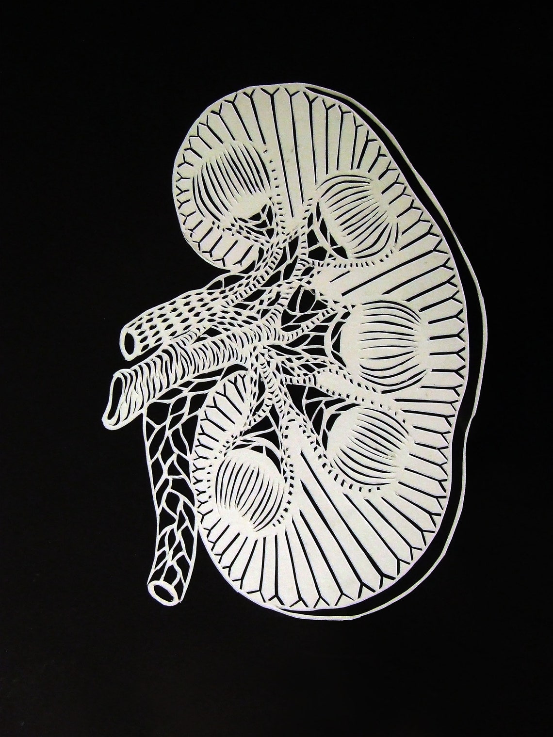Hand-cut Anatomical Kidney Papercut Art 5 X 7 Paper-cut / - Etsy