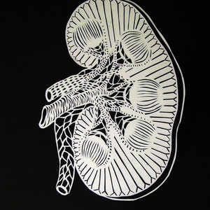 Hand-cut Anatomical Kidney Papercut Art - 5 X 7, Paper-cut / Paper Cut ...