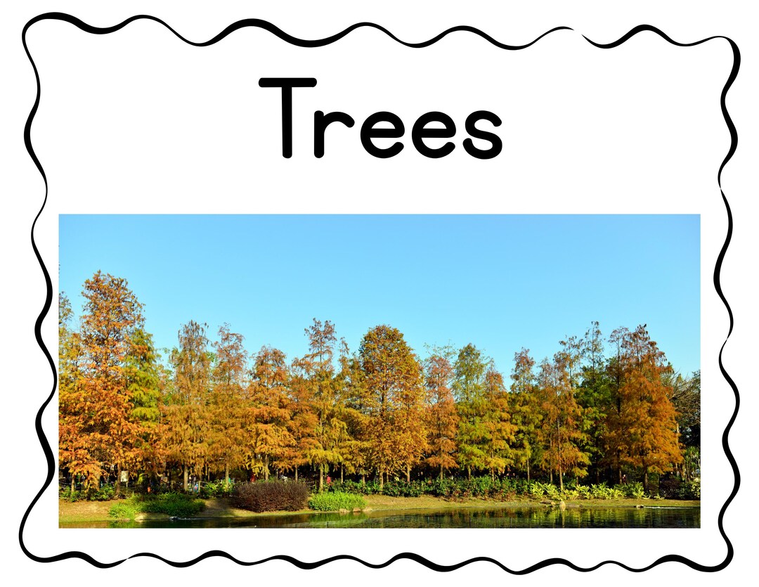 Creative Curriculum Trees Study | Preschool Tree Investigation Pack ...