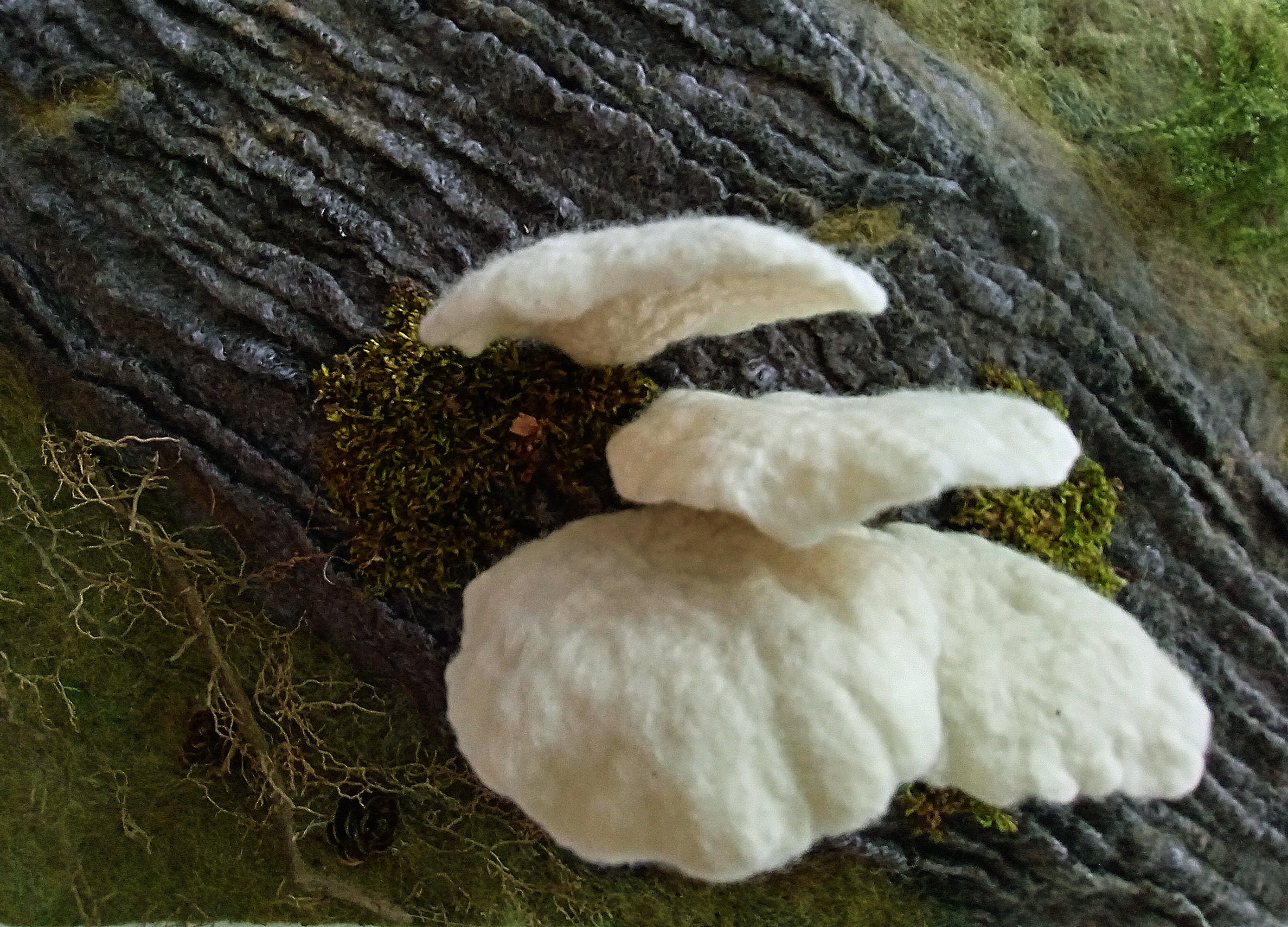 Felted Forest Wall Art Felted Forest Moss Mat Biophilic - Etsy