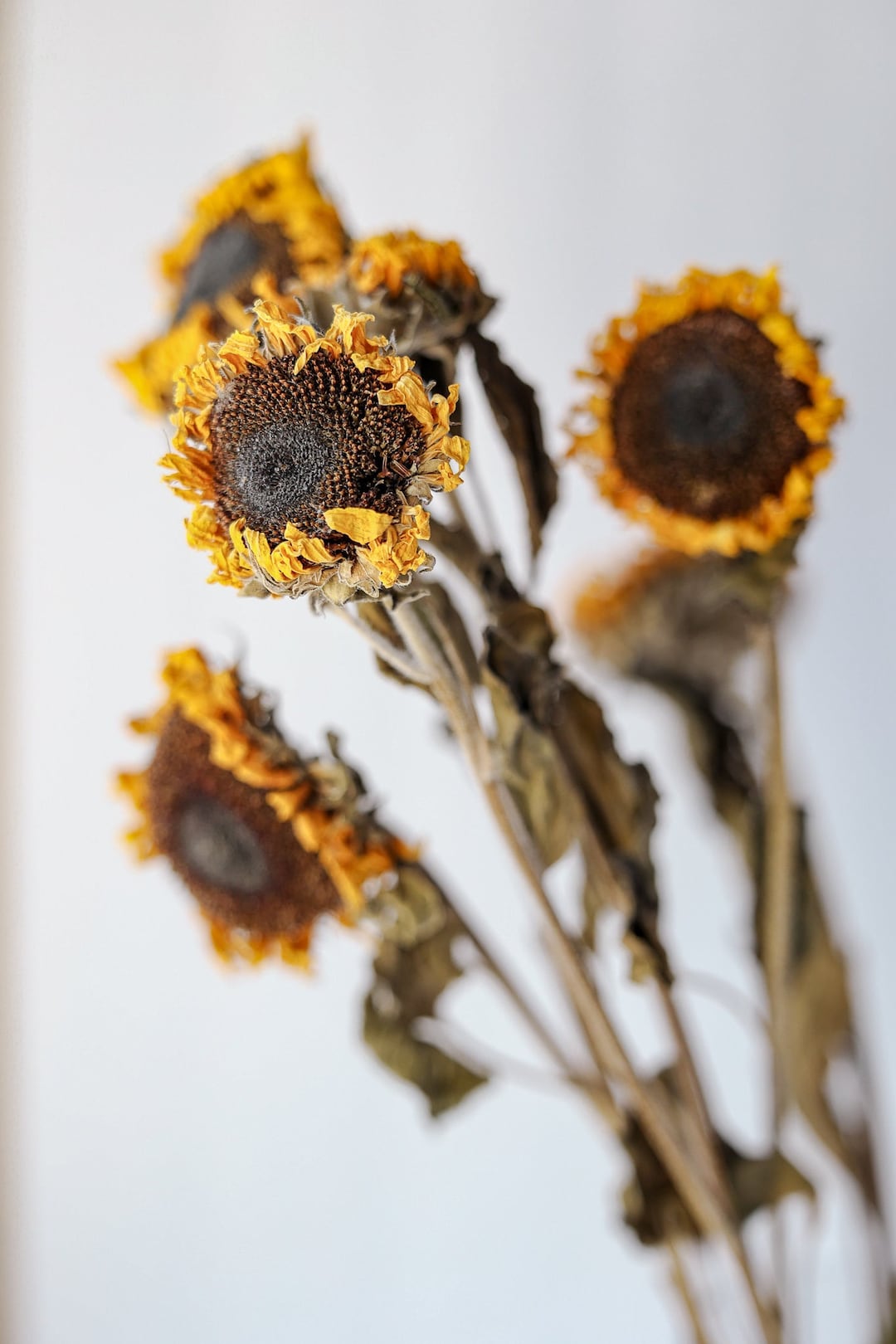 Dried Sunflowers, Dried Fall Sunflowers, Dried Decor, Dried Flowers ...