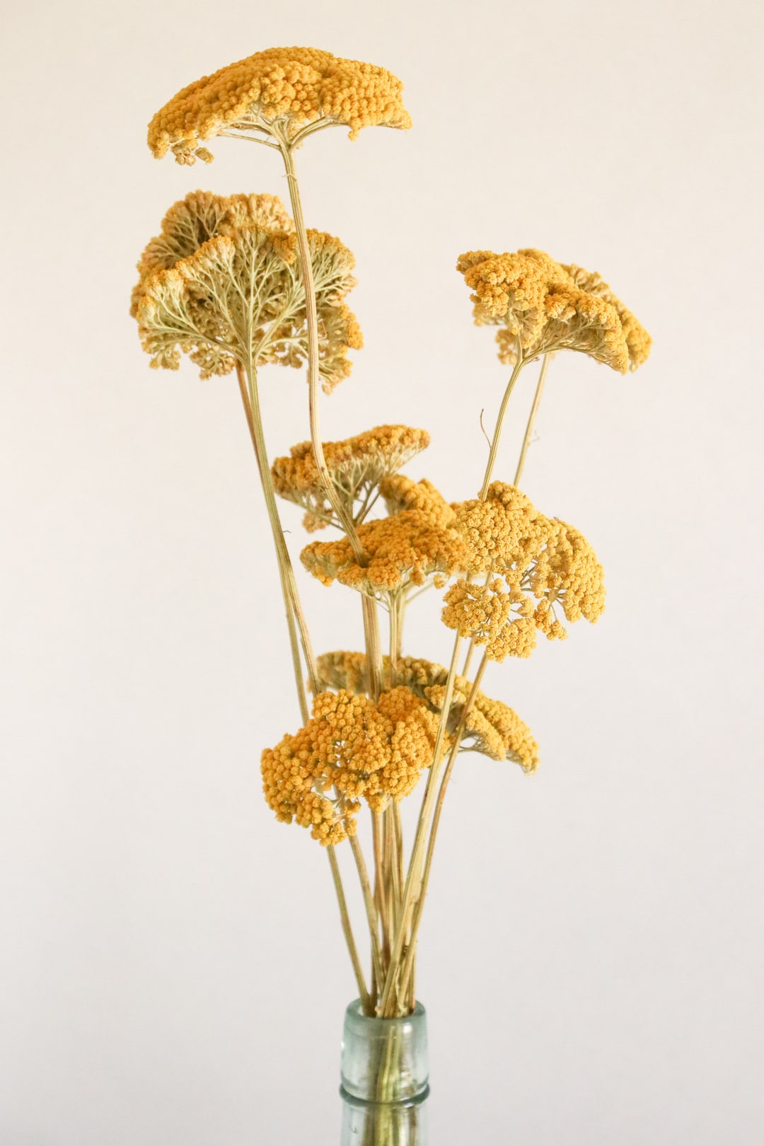 Dried Yellow Yarrow, Dried Yarrow, Dried Decor, Dried Flowers, Pressed ...