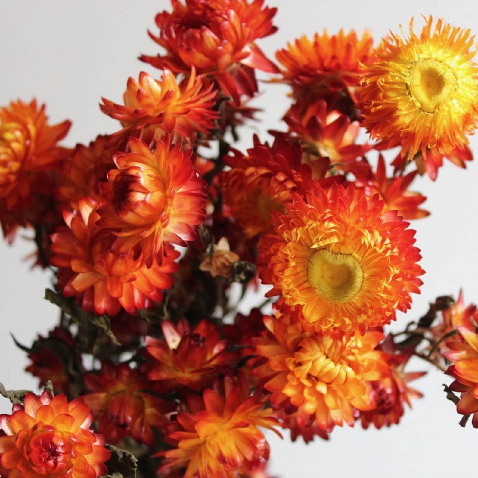 Strawflowers, Straw Flowers, Dark Pink Straw Flowers, Dried Flowers ...
