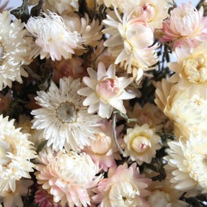 Strawflowers, Straw Flowers, Dark Pink Straw Flowers, Dried Flowers ...