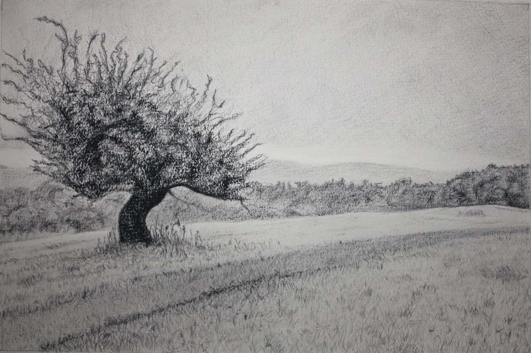 Charcoal Drawing: Windy Acres Apple Tree - Etsy