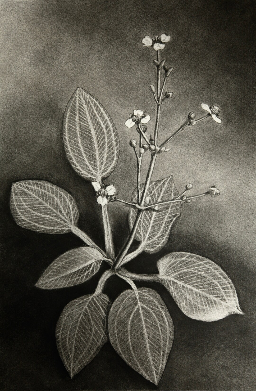Original Drawings: Wetland Plants, Edible Medicinal - Etsy