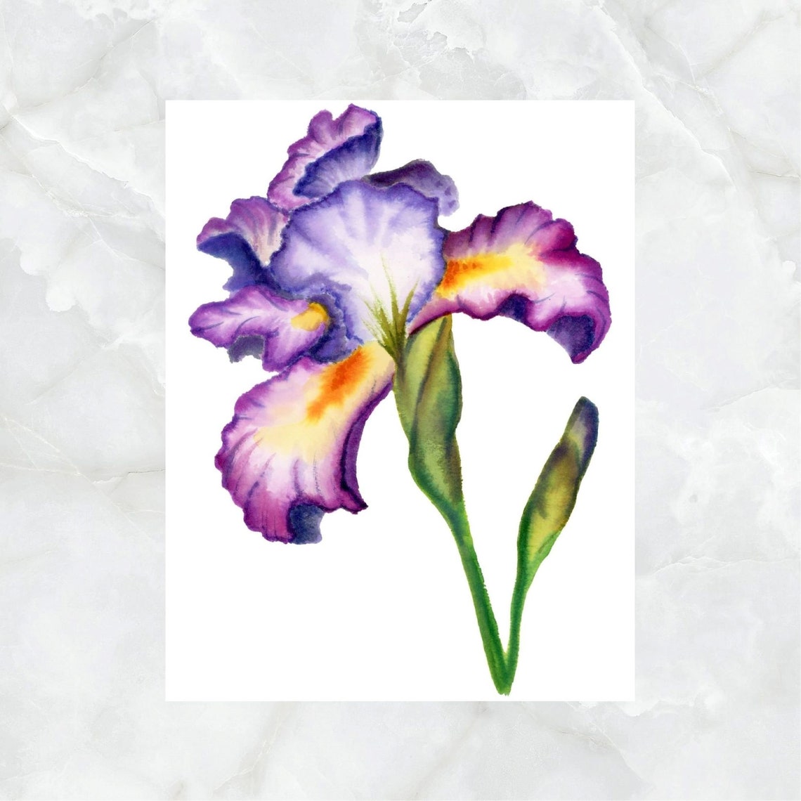 Purple Iris Watercolor Print - Etsy