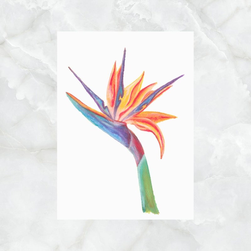 Bird of Paradise Print - Etsy