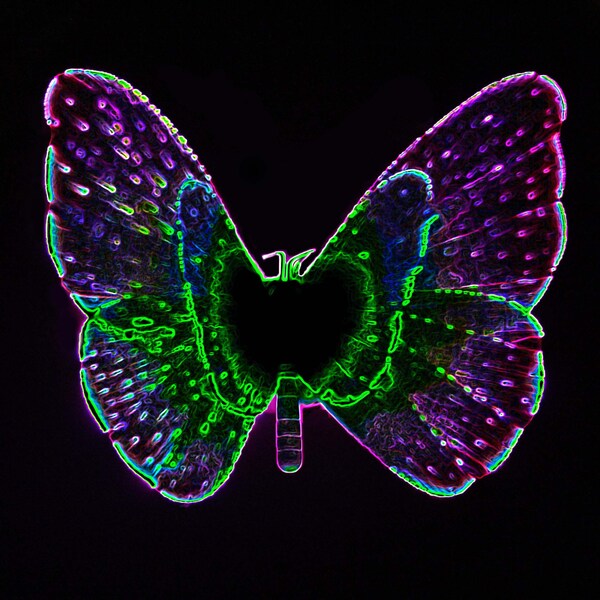 Neon Butterfly - Etsy UK