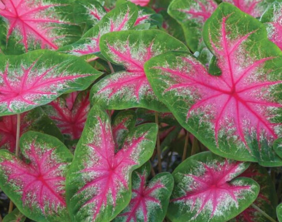 Caladiums Bulbes de caladium Rosebud Tropical Plant. - Etsy France