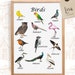 Birds, School Poster, Bird Art, Classroom Posters, Classroom Decor ...