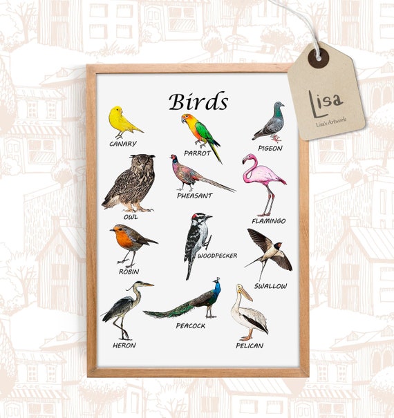 Birds School Poster Bird Art Classroom Posters Classroom | Etsy