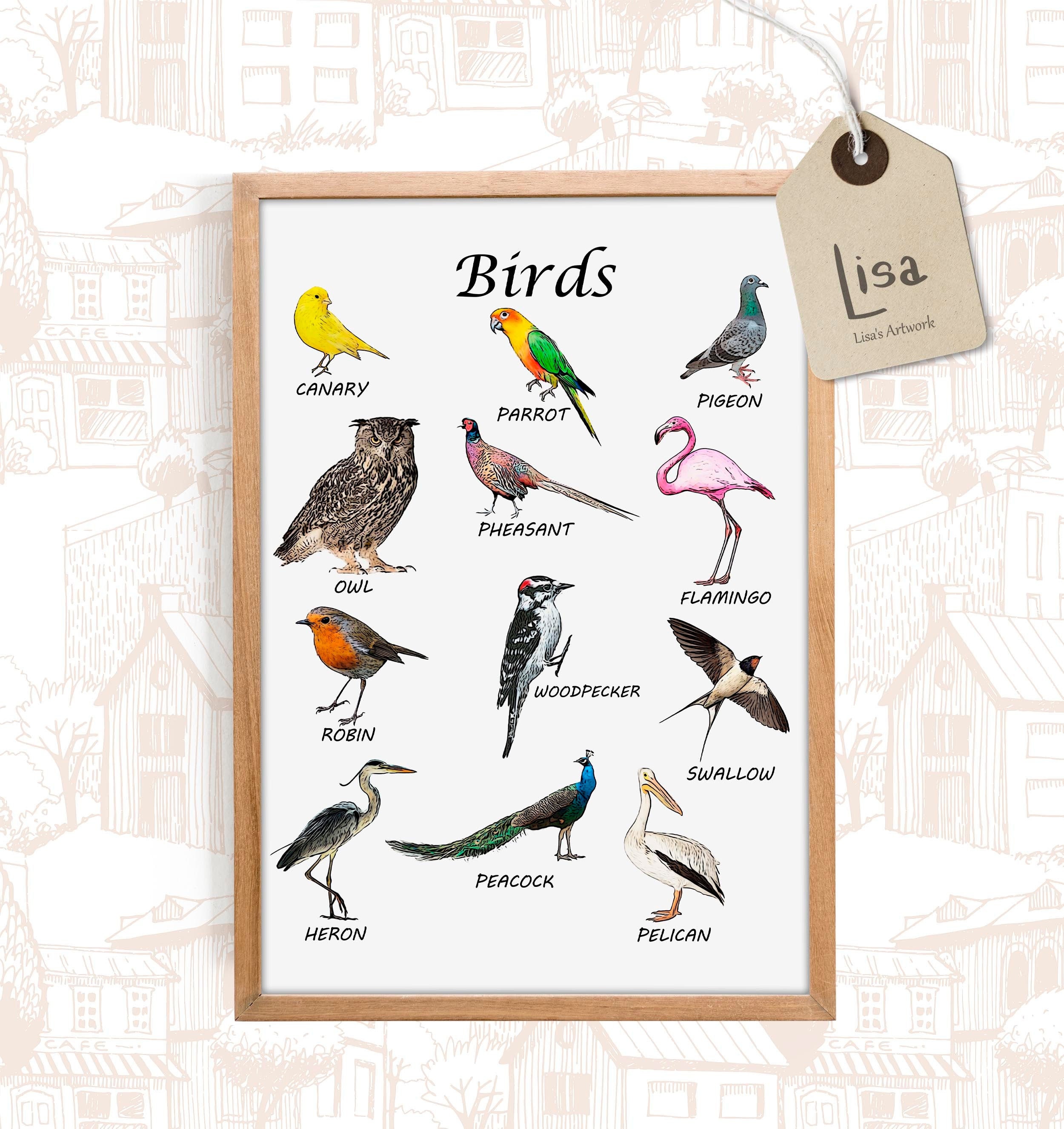 Birds School Poster Bird Art Classroom Posters Classroom | Etsy