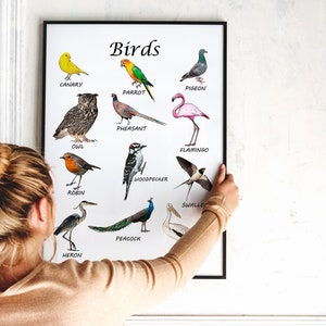 Birds, School Poster, Bird Art, Classroom Posters, Classroom Decor ...