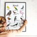 Birds, School Poster, Bird Art, Classroom Posters, Classroom Decor ...