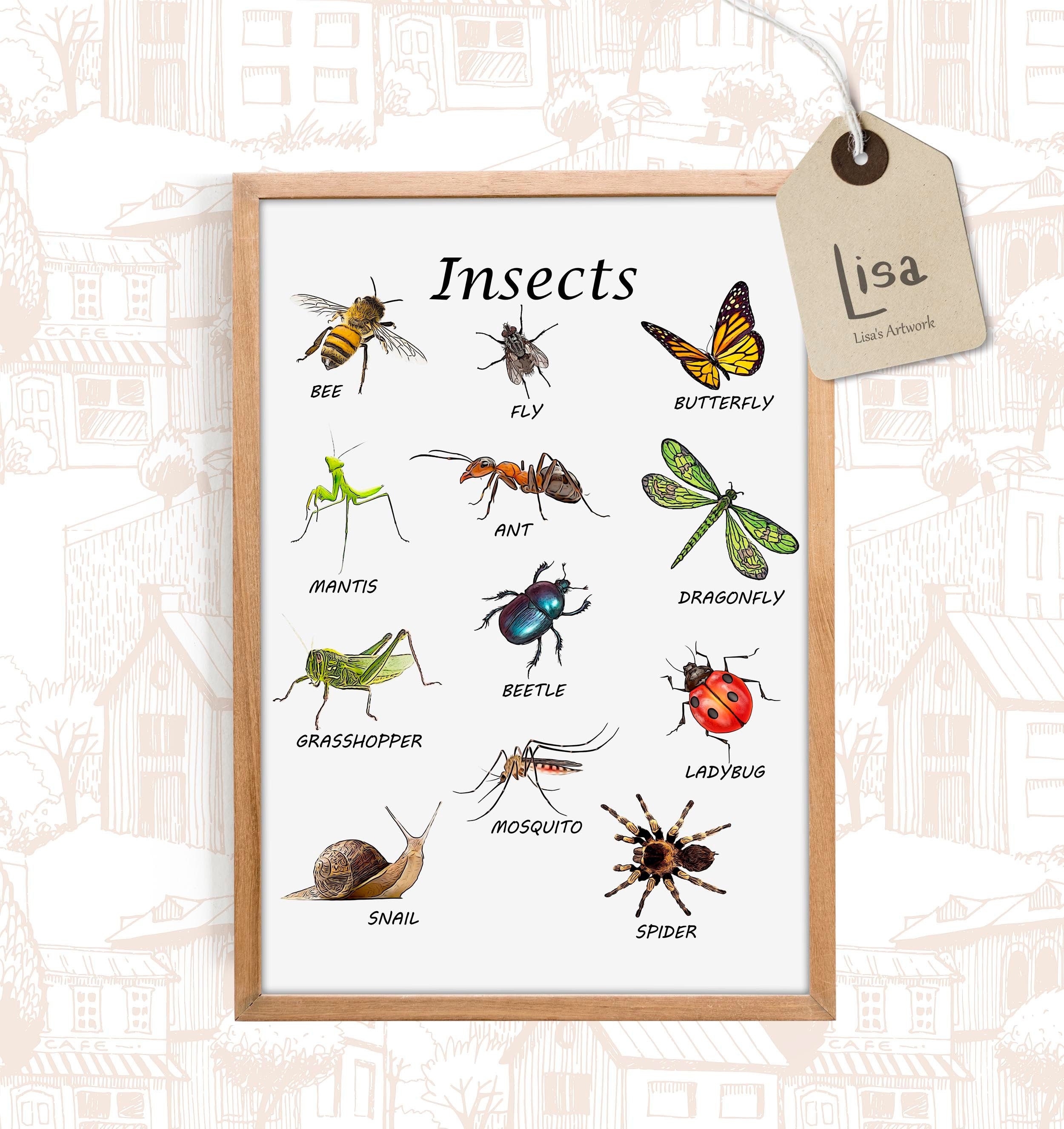 Insects bugs entomology wall art printable classroom | Etsy