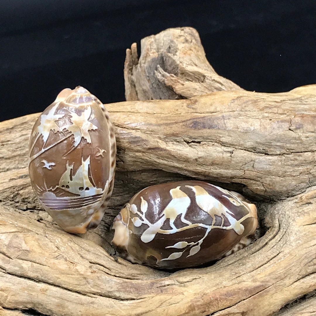 VTG Pair of SMALL TINY Carved Cowrie Shells Carved Cowrie - Etsy