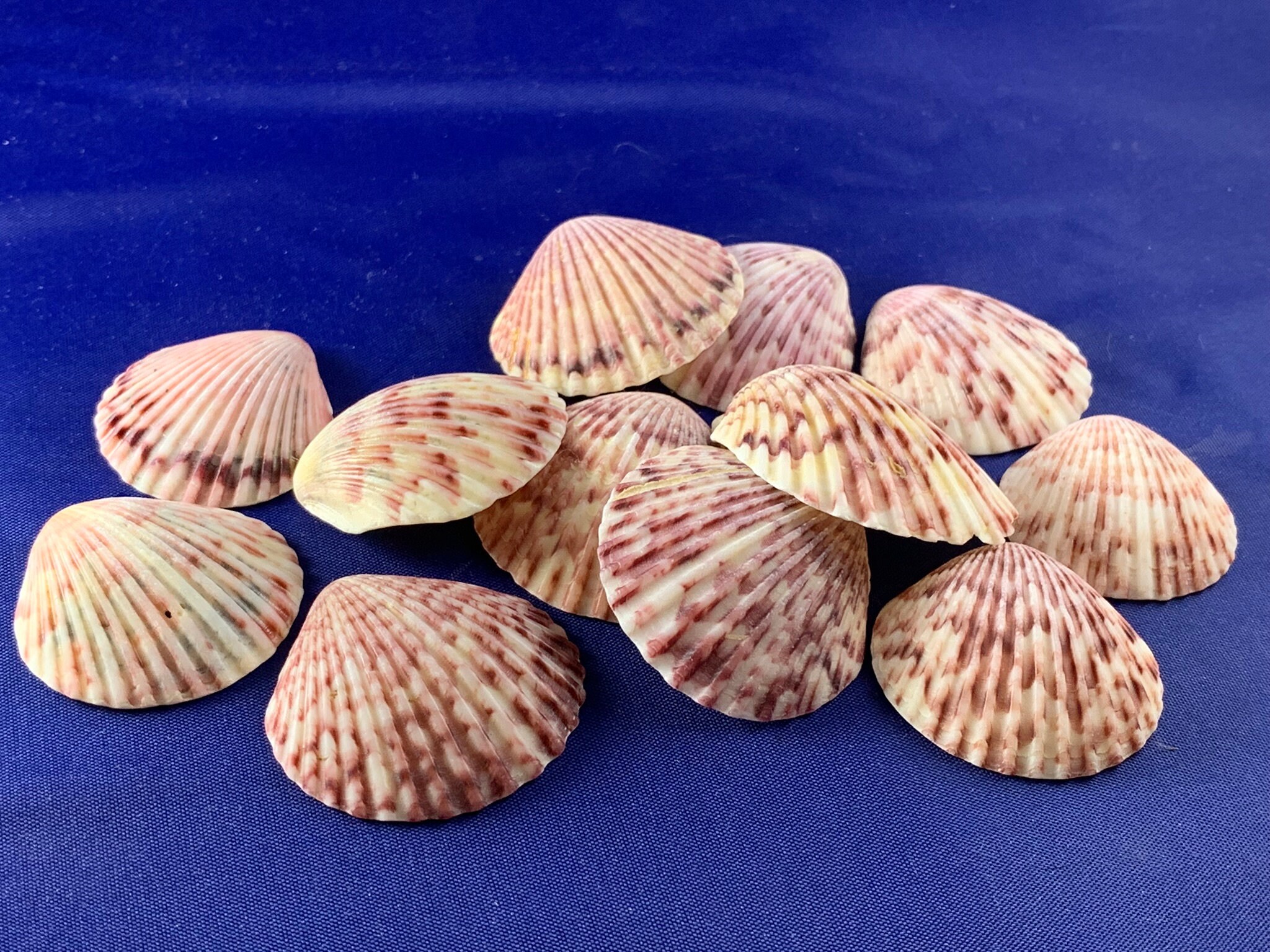 Calico Atlantic Scallop Seashells - Etsy