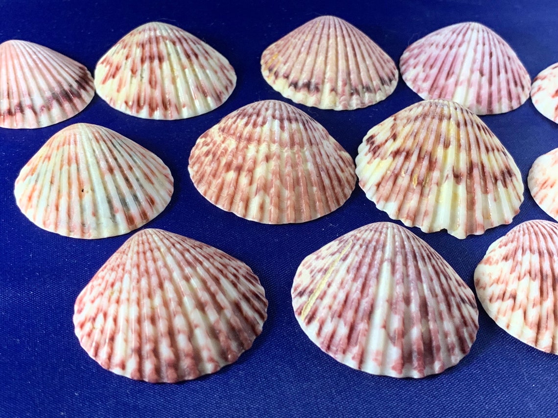 Calico Atlantic Scallop Seashells - Etsy