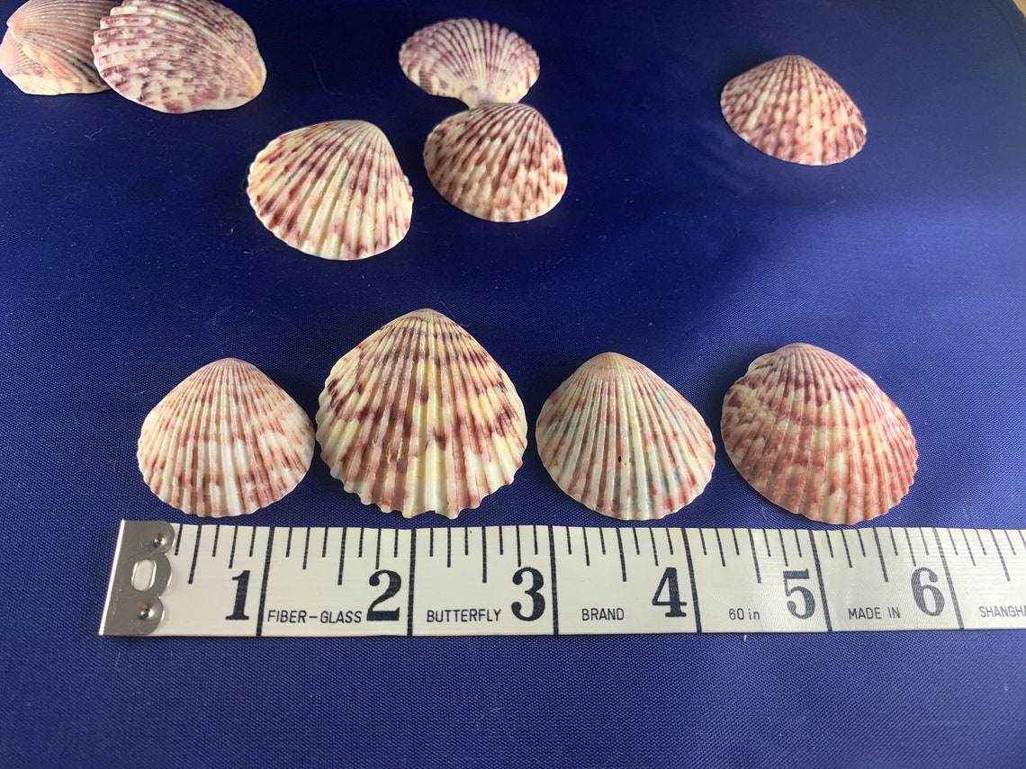 Calico Atlantic Scallop Seashells - Etsy