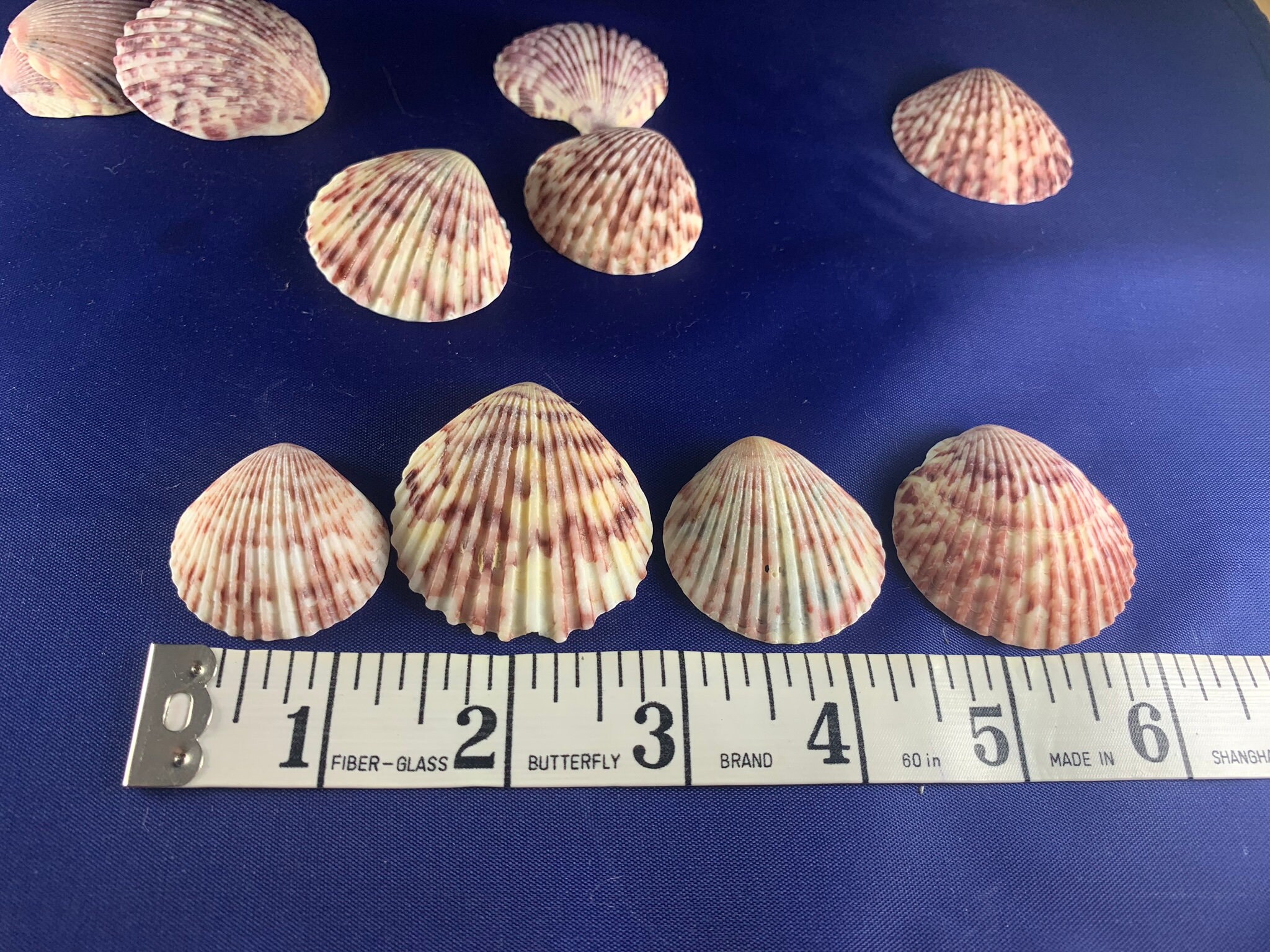 Calico Atlantic Scallop Seashells - Etsy