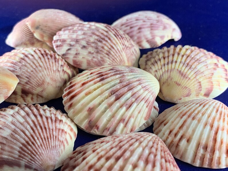 Calico Atlantic Scallop Seashells - Etsy