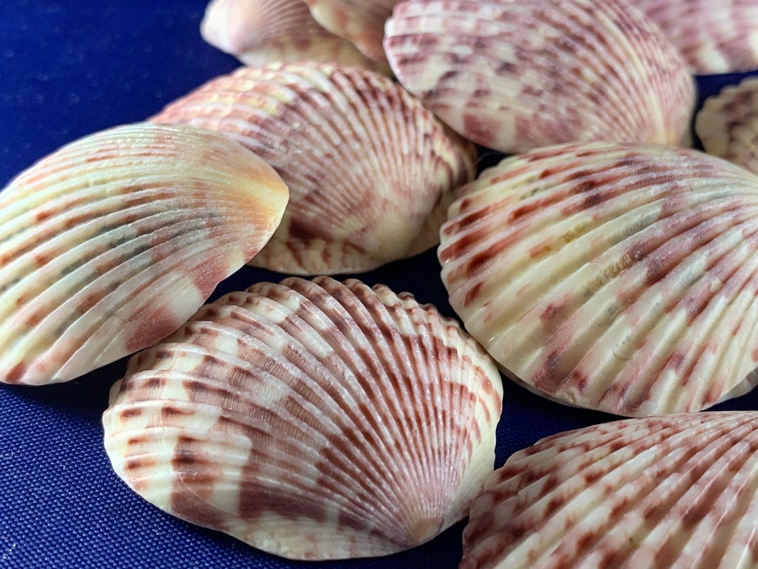 Calico Atlantic Scallop Seashells - Etsy
