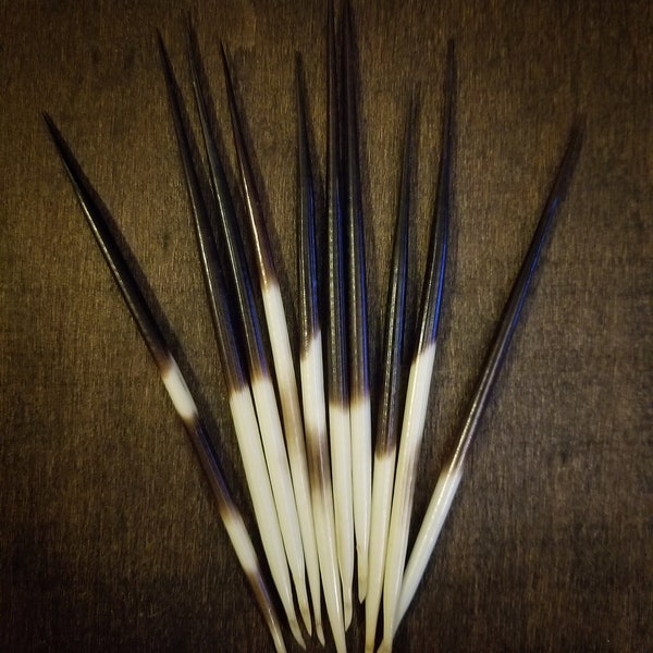 Porcupine Quills - Etsy